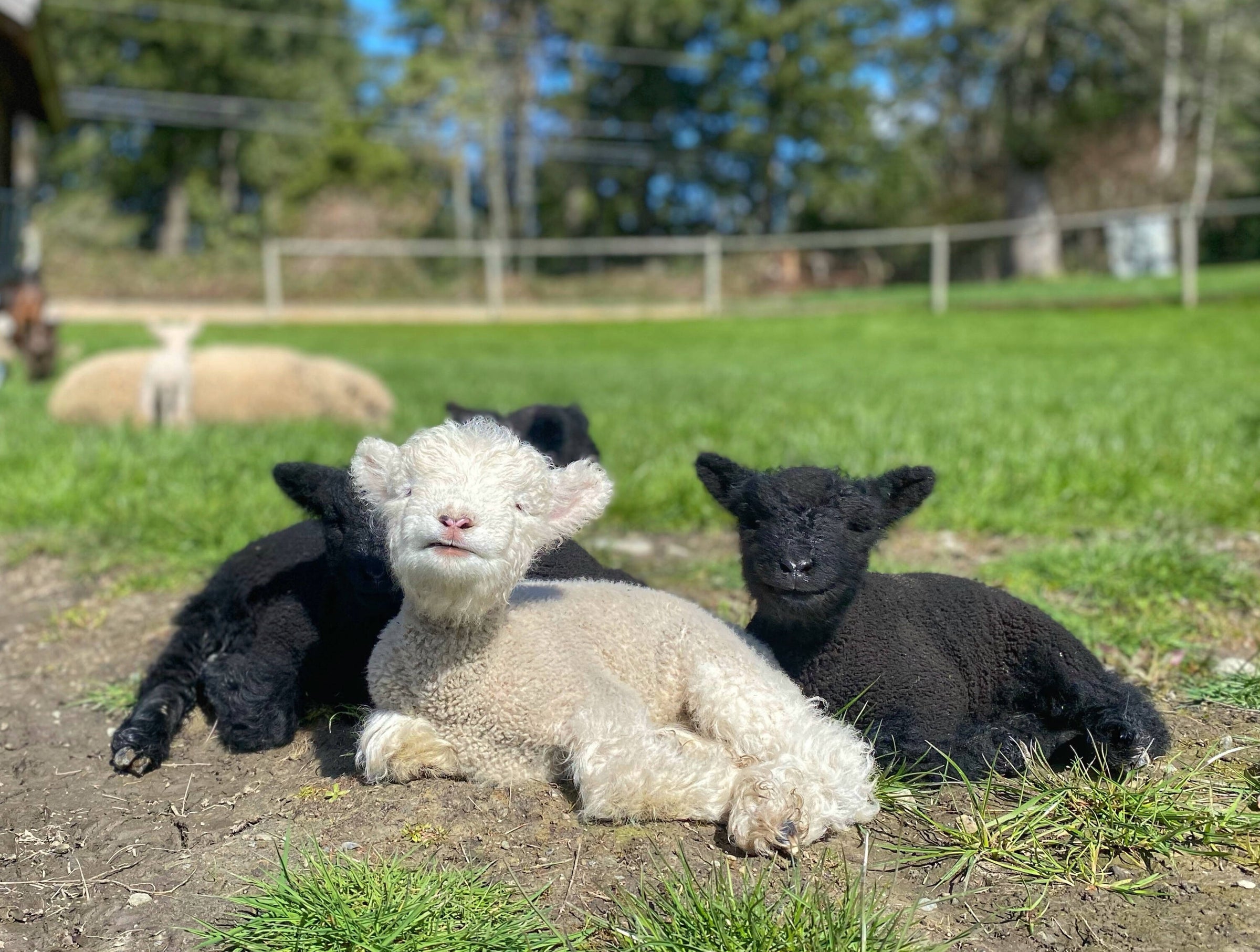 Livestock for Sale | Yellow Point Farms